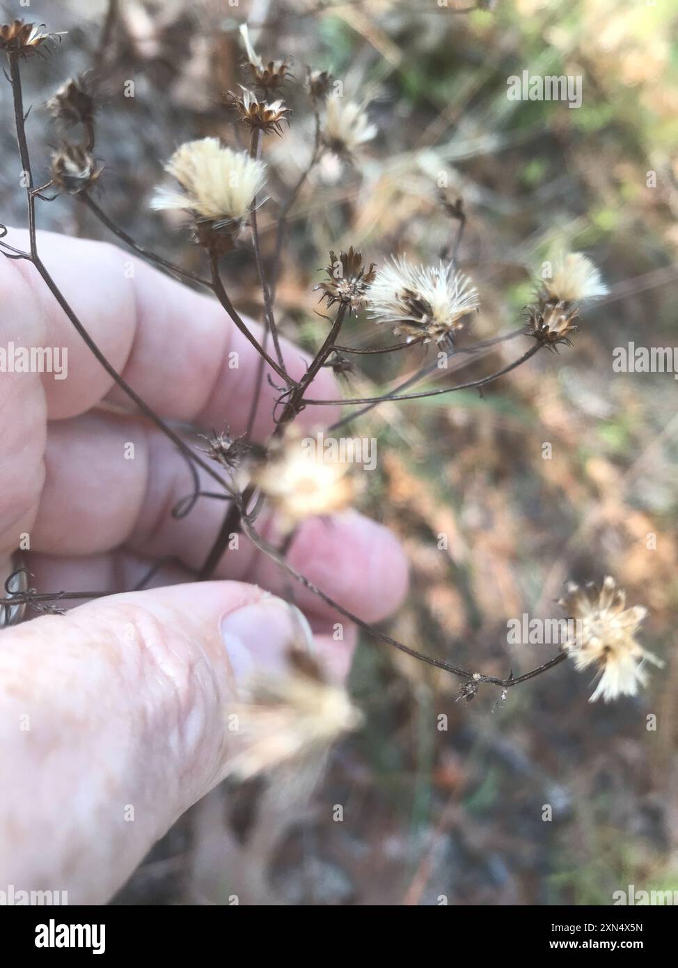 Narrow Leaf Ironweed (Vernonia angustifolia) Plantae Stock Photo - Alamy