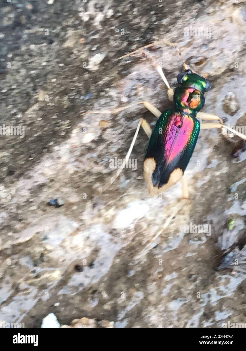 Carolina Metallic Tiger Beetle (Tetracha carolina) Insecta Stock Photo ...