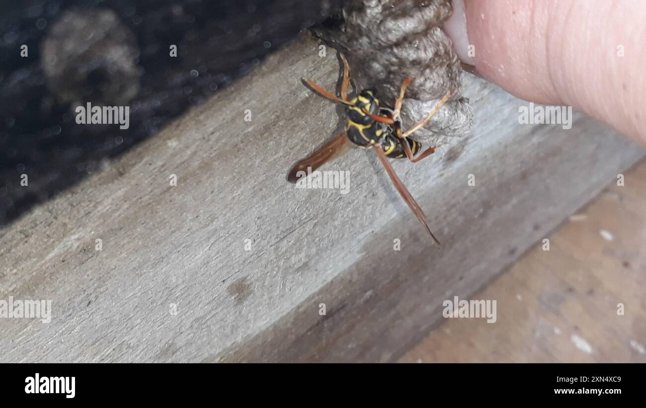 Asian Paper Wasp (Polistes chinensis) Insecta Stock Photo - Alamy