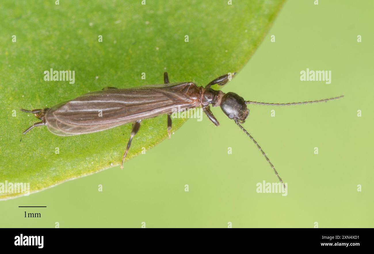 Oligotoma hi-res stock photography and images - Alamy