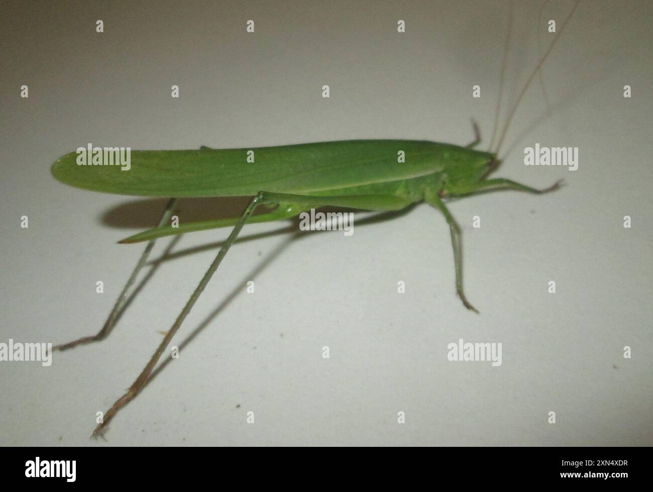 Coneheads (Ruspolia) Insecta Stock Photo - Alamy