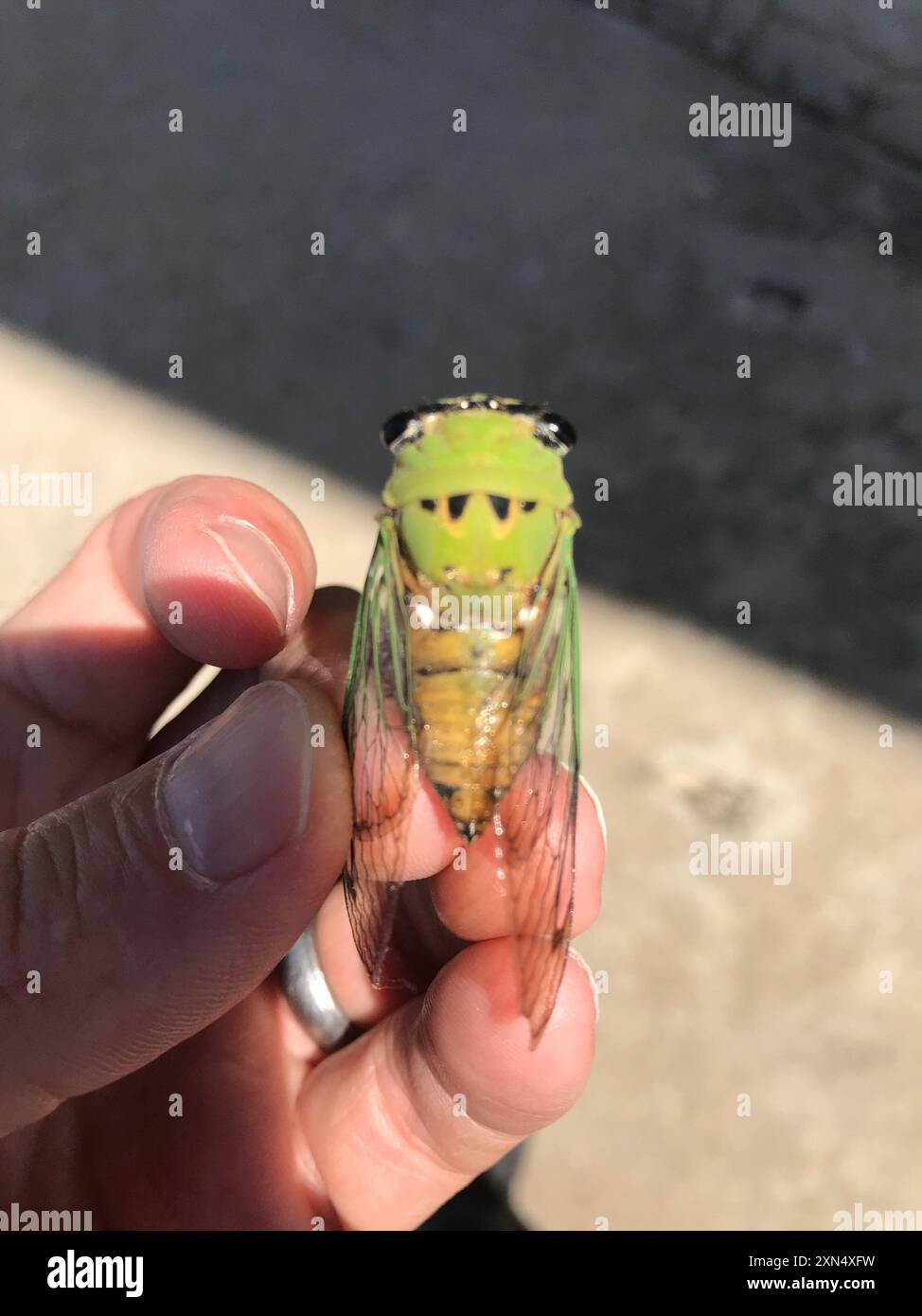 Superb Dog-day Cicada (Neotibicen superbus) Insecta Stock Photo - Alamy
