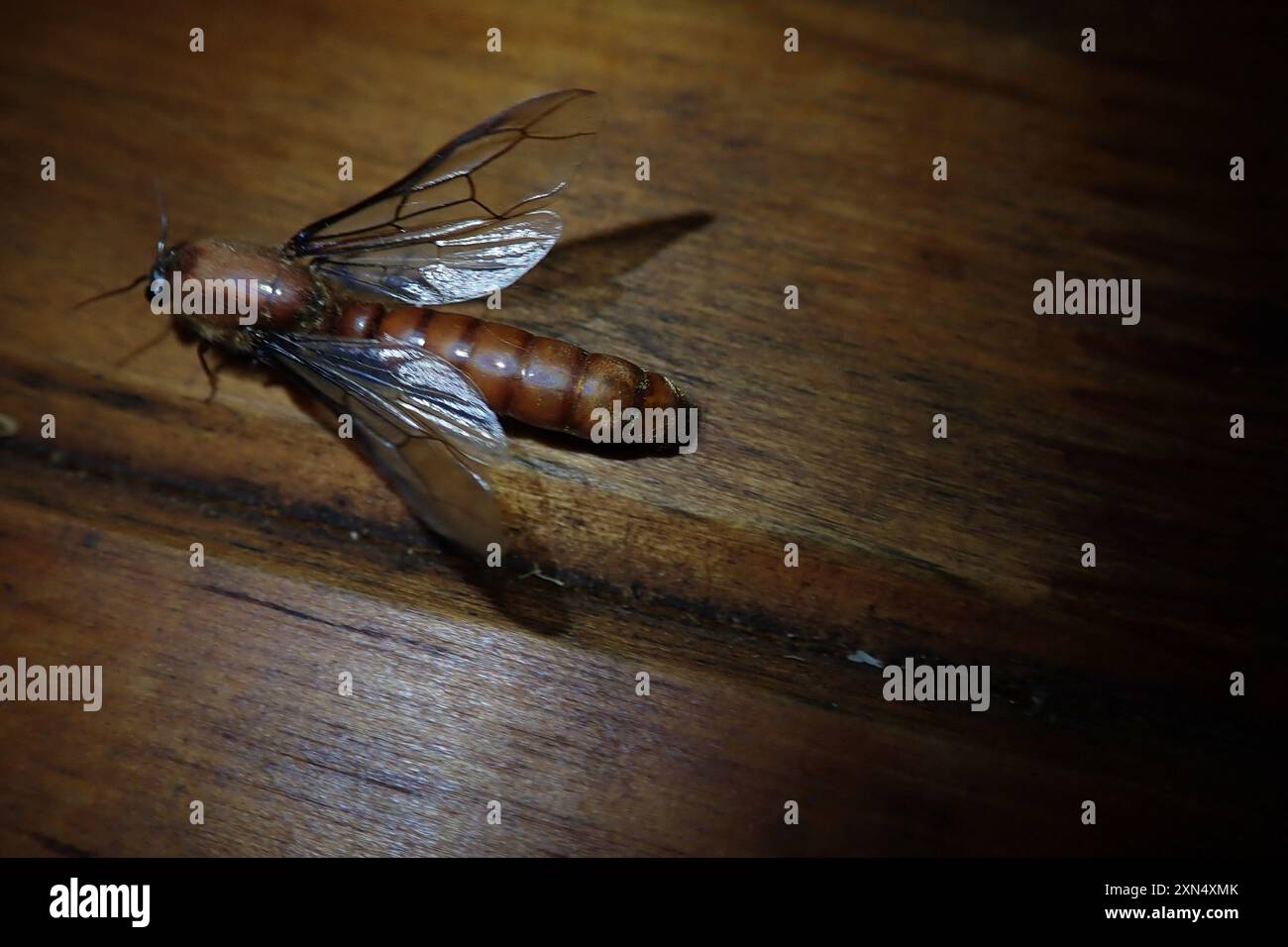 Dorylus ants hi-res stock photography and images - Alamy