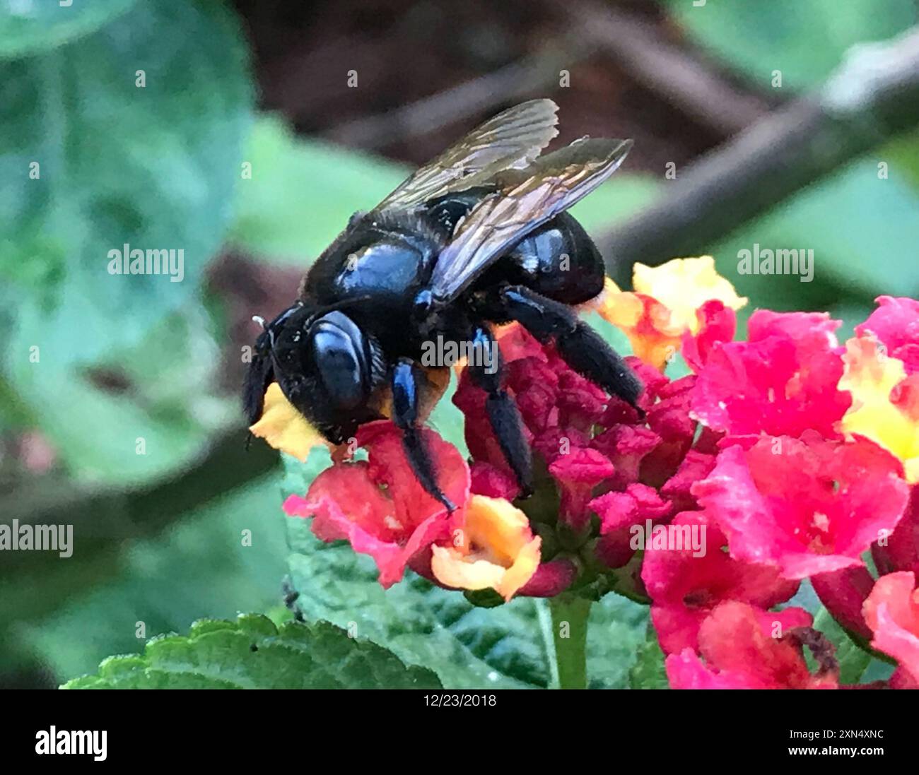 Southern Carpenter Bee (Xylocopa micans) Insecta Stock Photo - Alamy