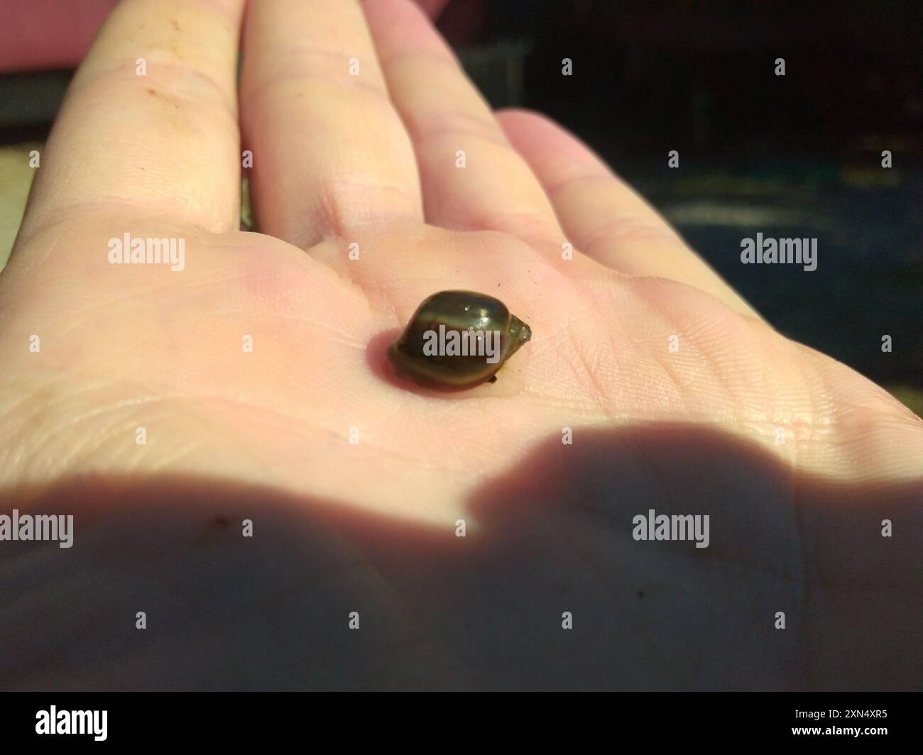 Physa hi-res stock photography and images - Alamy