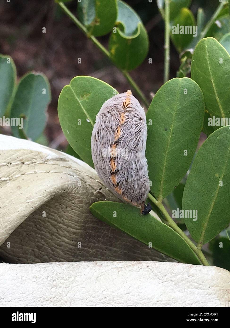 Southern Flannel Moth (Megalopyge opercularis) Insecta Stock Photo - Alamy