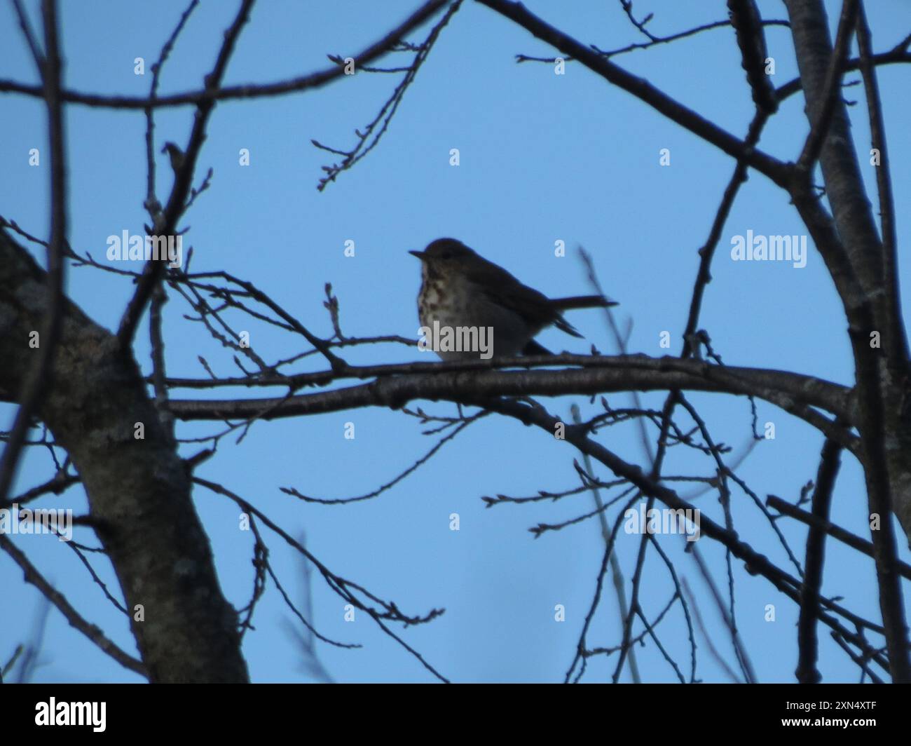 Hermit Thrush (Catharus guttatus) Aves Stock Photo - Alamy