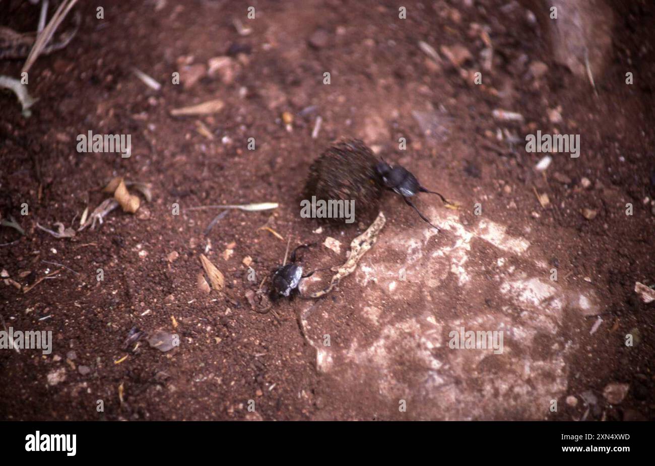 (Sisyphus schaefferi) Insecta Stock Photo - Alamy