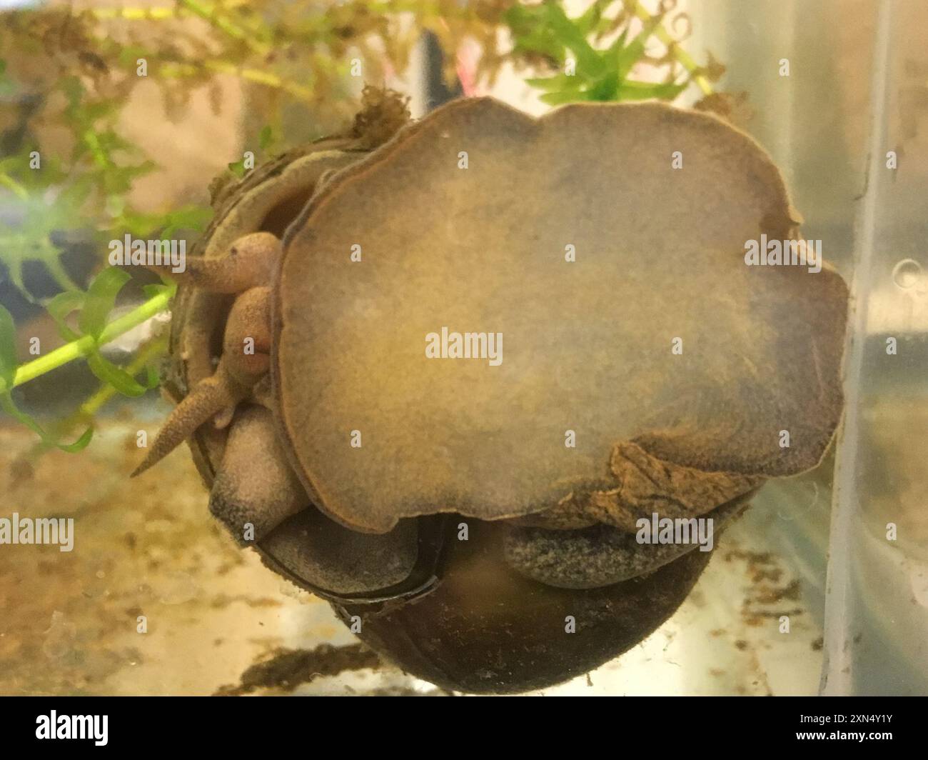 Chinese Mystery Snail (Cipangopaludina chinensis) Mollusca Stock Photo ...