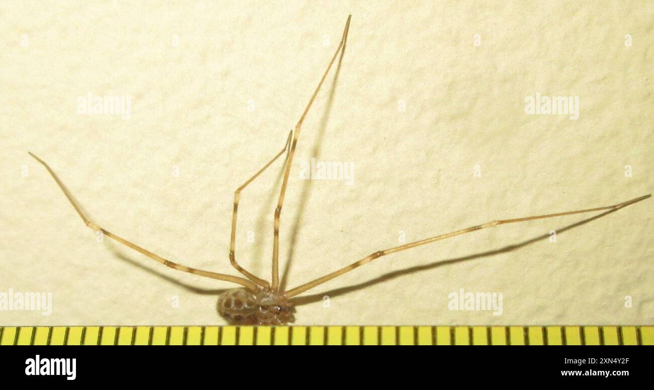 Giant Daddy-long-legs Spider (Artema atlanta) Arachnida Stock Photo - Alamy