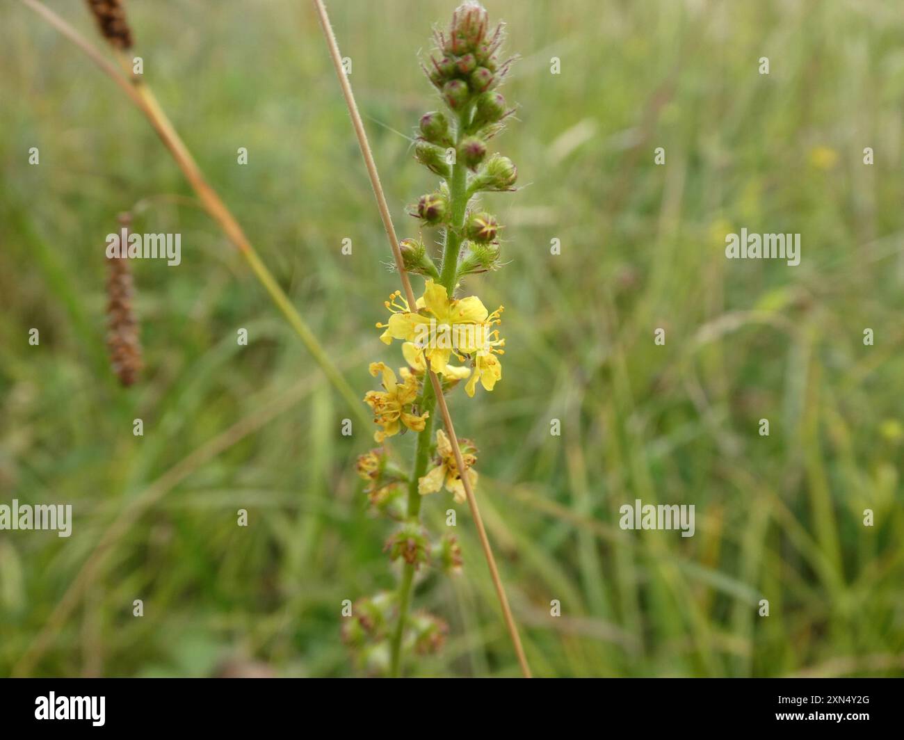 common agrimony (Agrimonia eupatoria) Plantae Stock Photo - Alamy