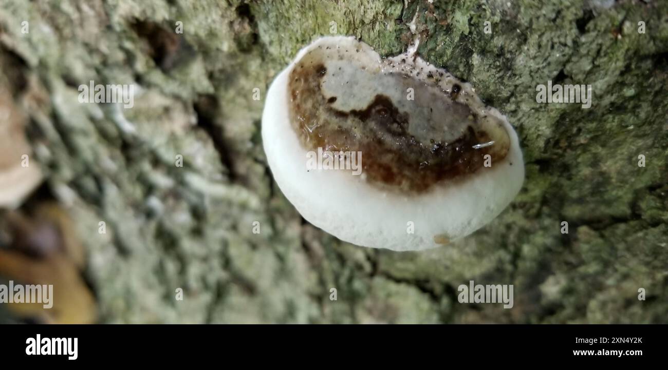 (Ganoderma megaloma) Fungi Stock Photo - Alamy
