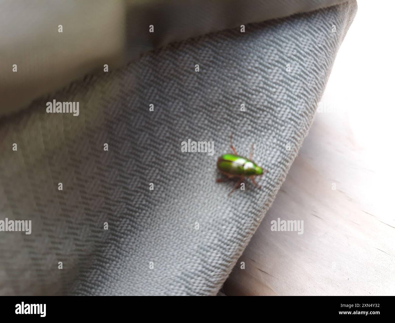 Manuka beetle (Pyronota festiva) Insecta Stock Photo - Alamy