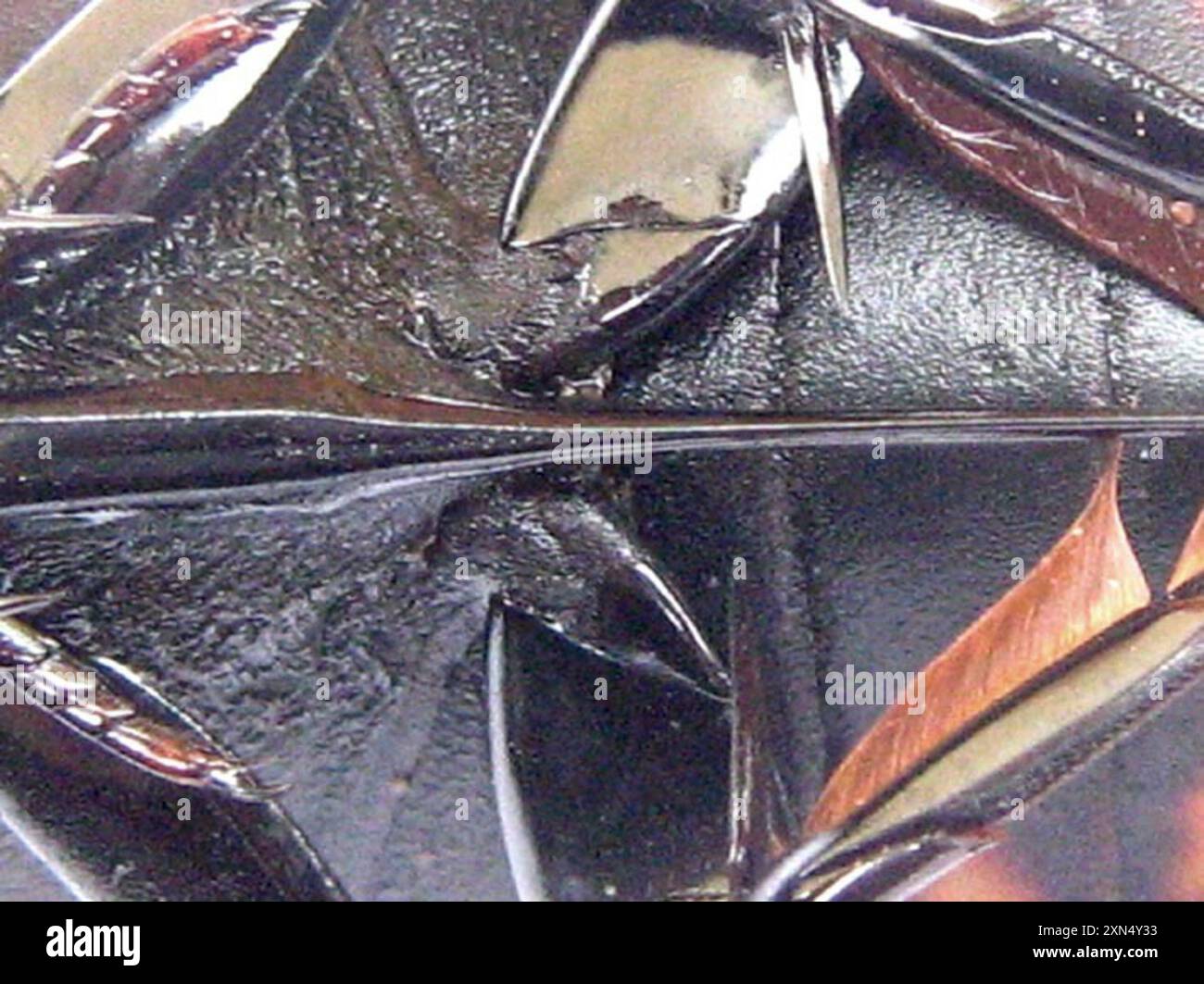 Giant Water Scavenger Beetles (Hydrophilus) Insecta Stock Photo - Alamy