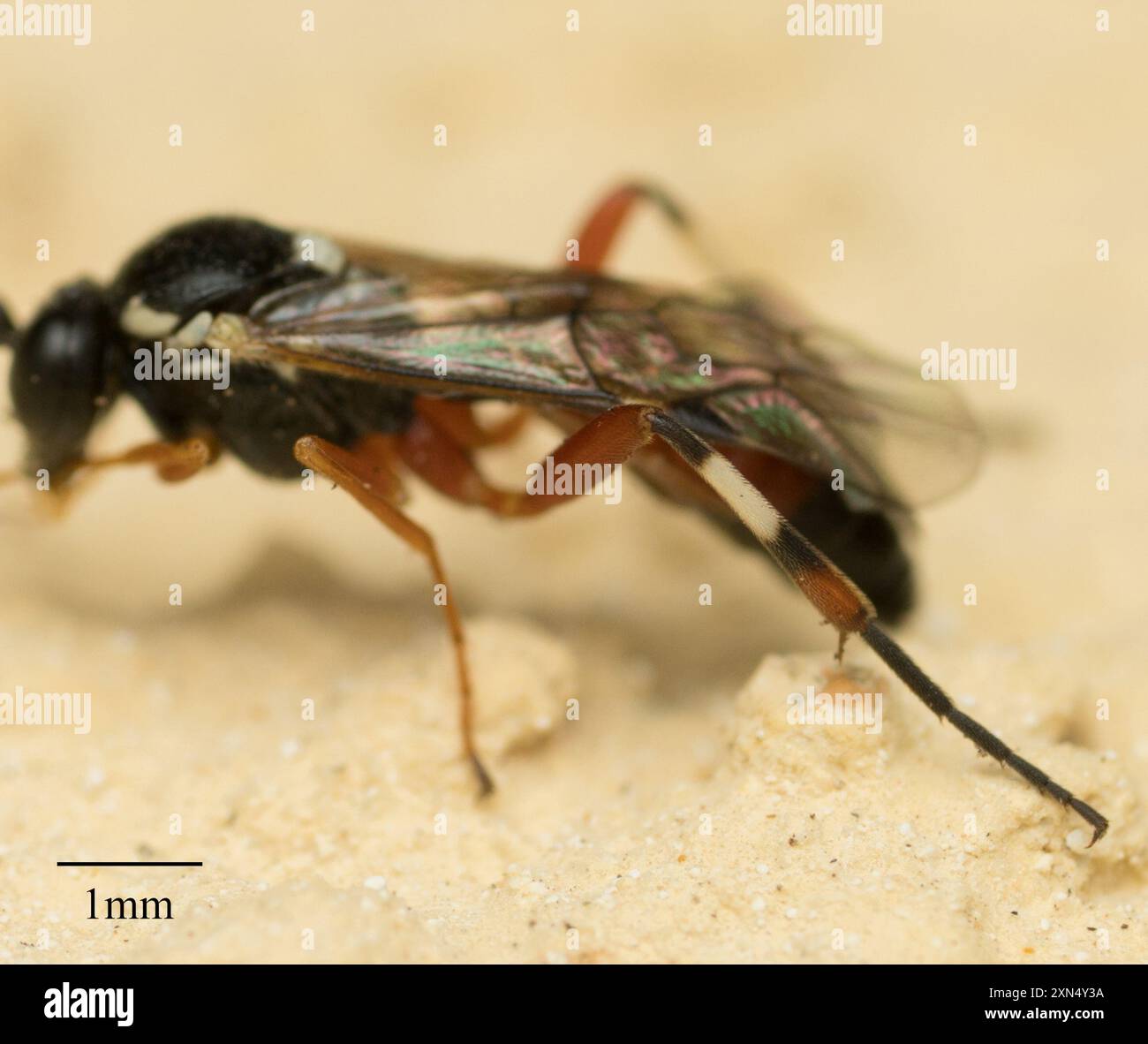 Common Hover Fly Parasitoid Wasp (Diplazon laetatorius) Insecta Stock ...