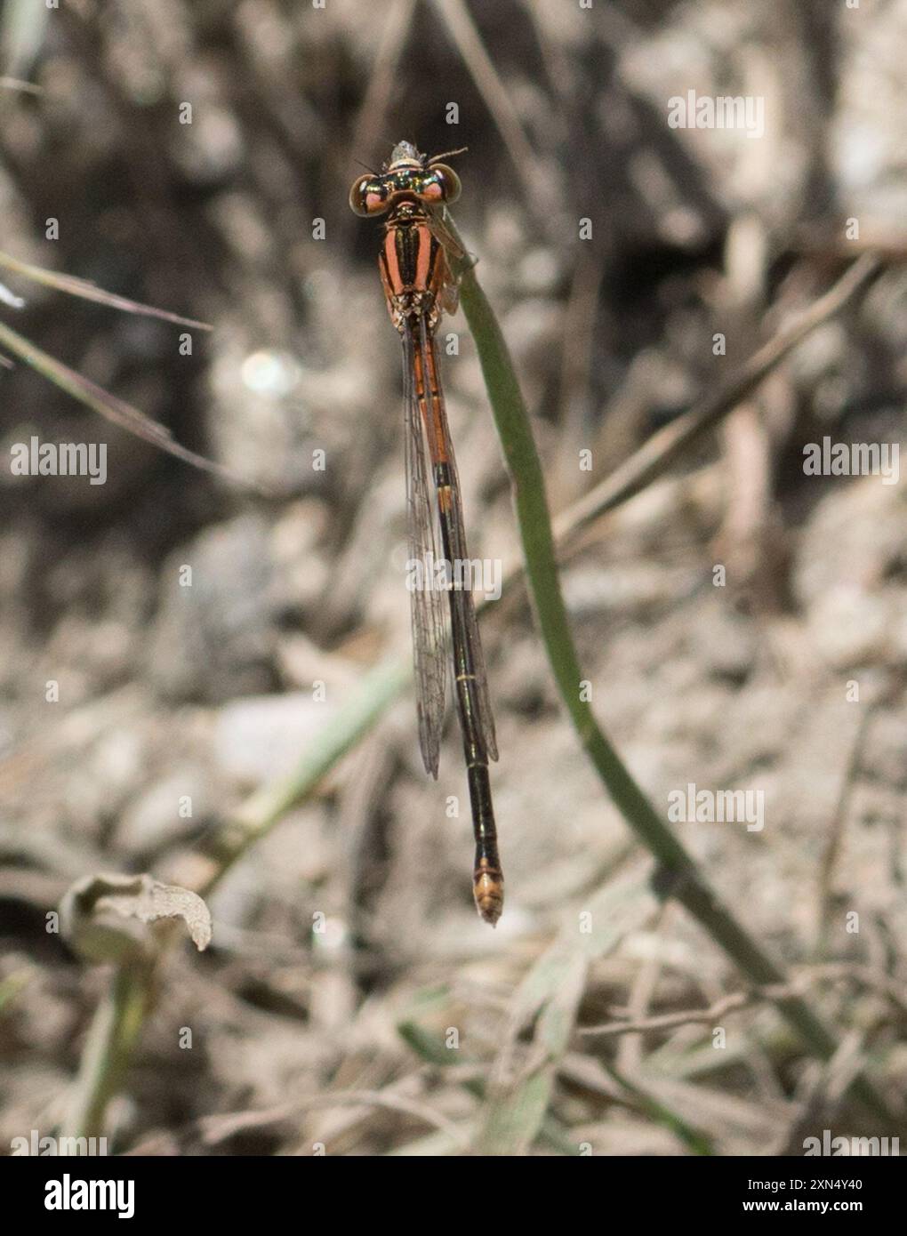 Perparva hi-res stock photography and images - Alamy