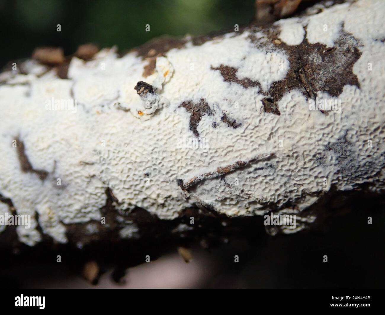 split porecrust (Xylodon paradoxus) Fungi Stock Photo - Alamy
