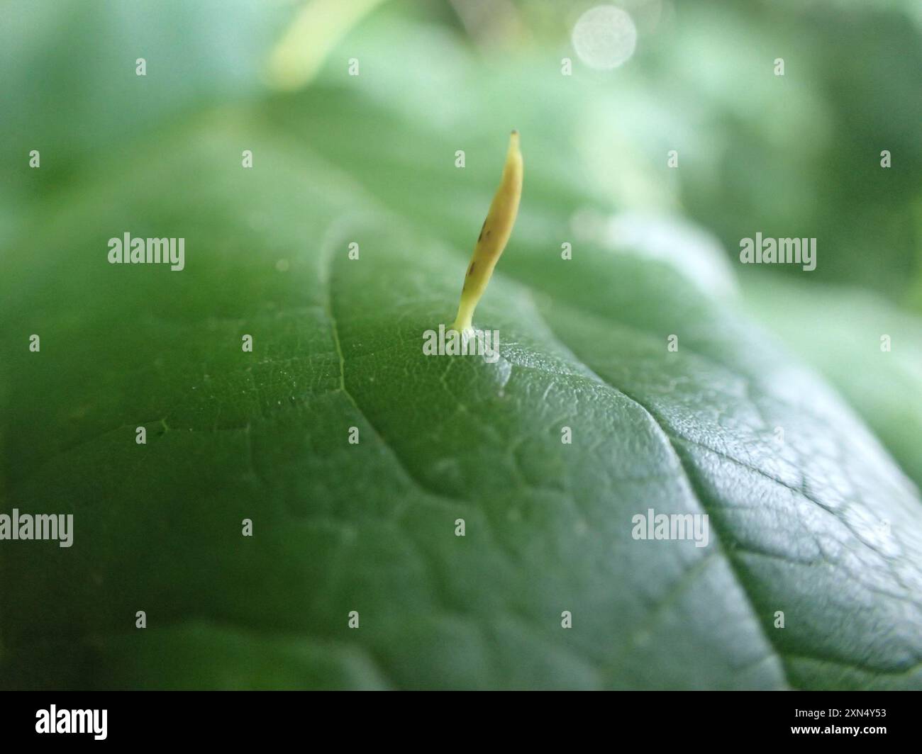 Maple Spindle Gall Mite (Vasates aceriscrumena) Arachnida Stock Photo ...