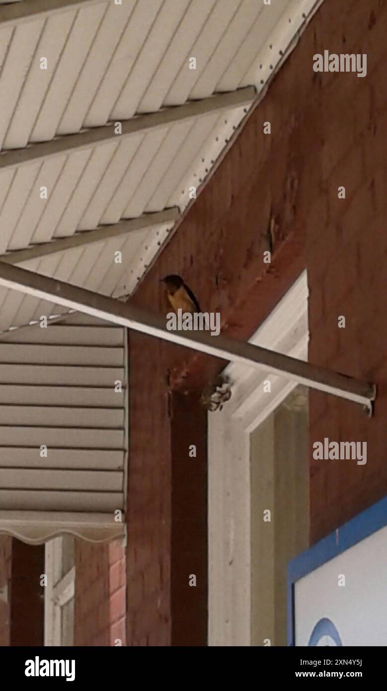 American Barn Swallow (Hirundo rustica erythrogaster) Aves Stock Photo ...