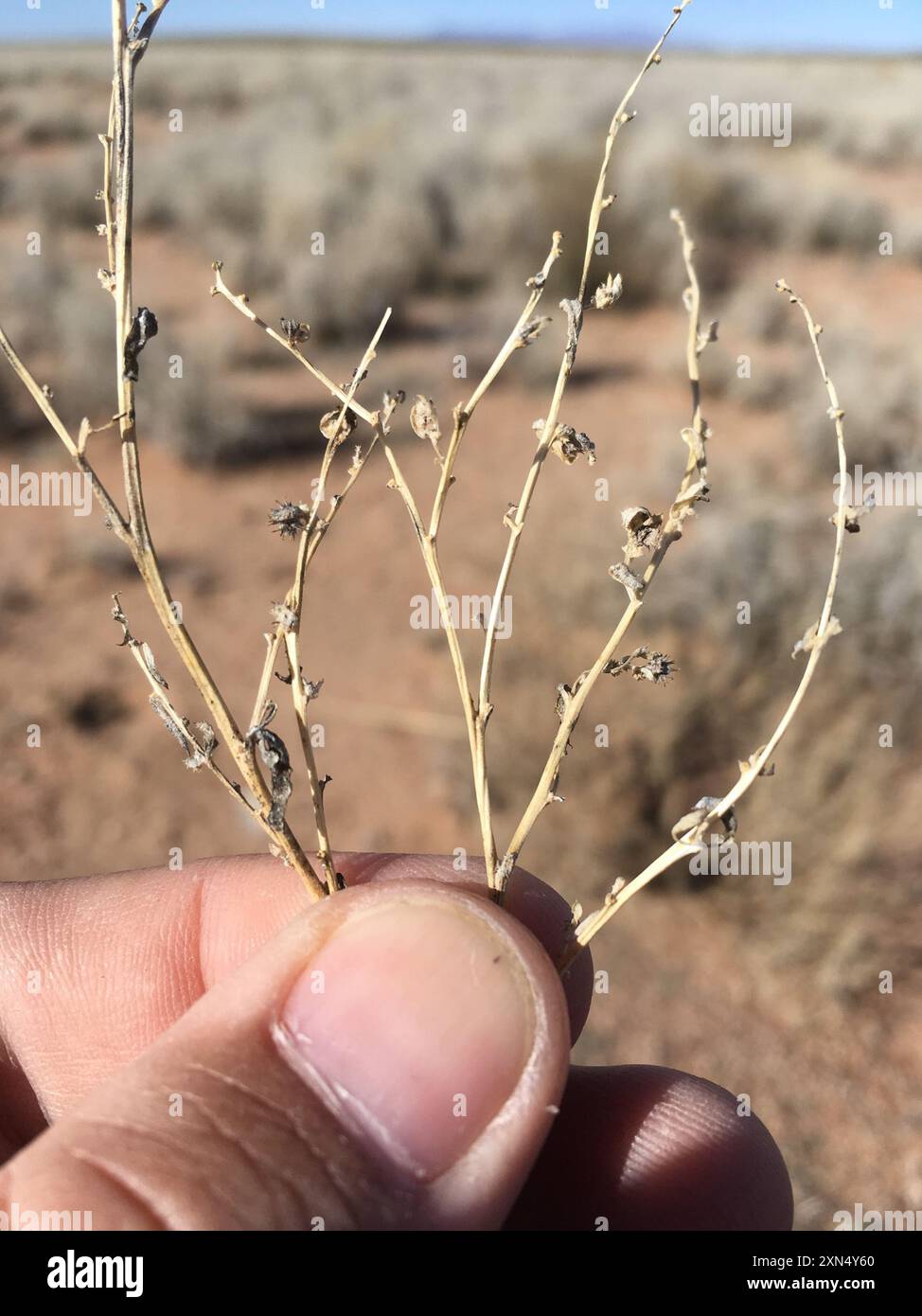 Wheelscale Saltbush (Atriplex elegans) Plantae Stock Photo - Alamy