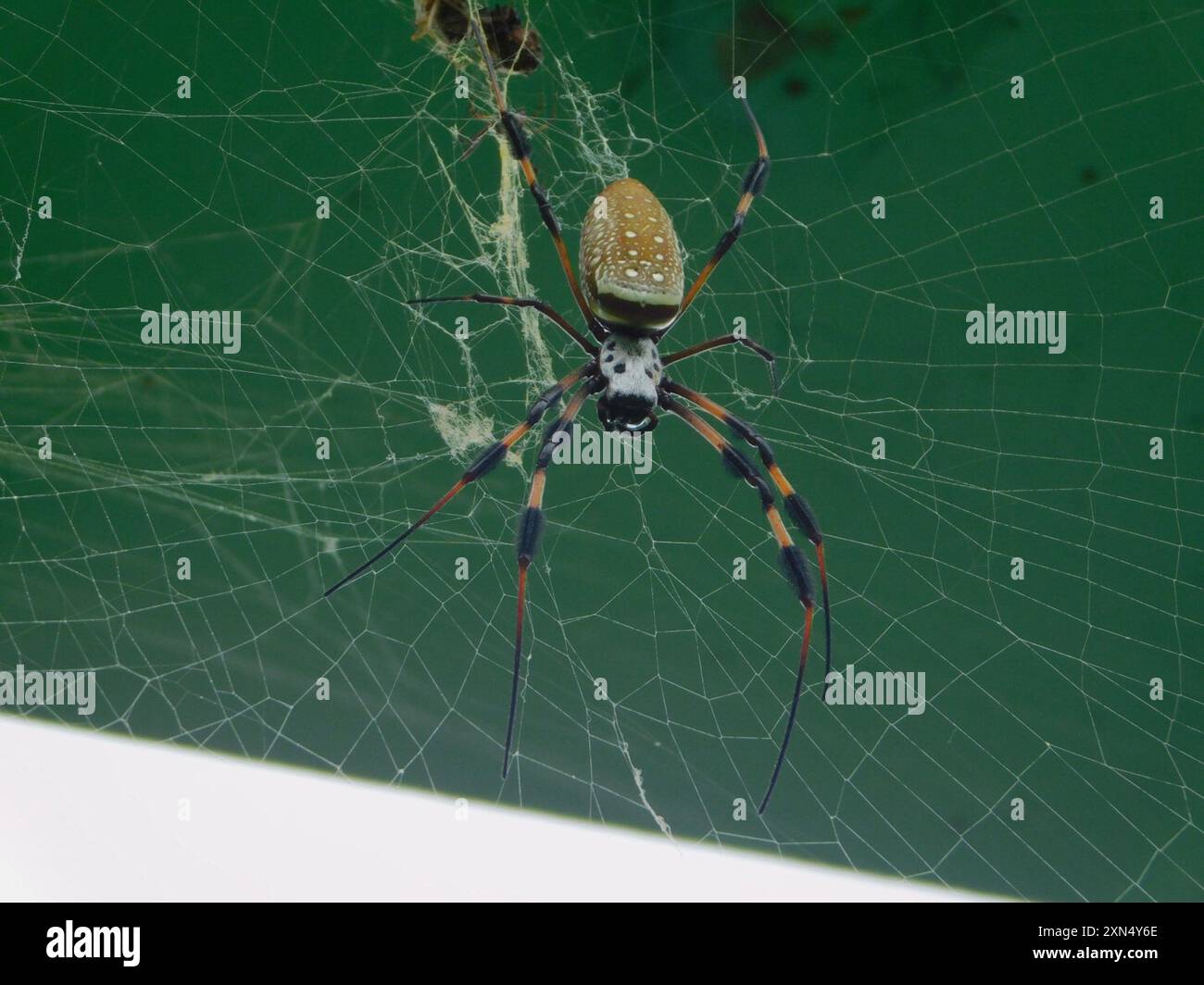 Golden Silk Spider (Trichonephila clavipes) Arachnida Stock Photo - Alamy