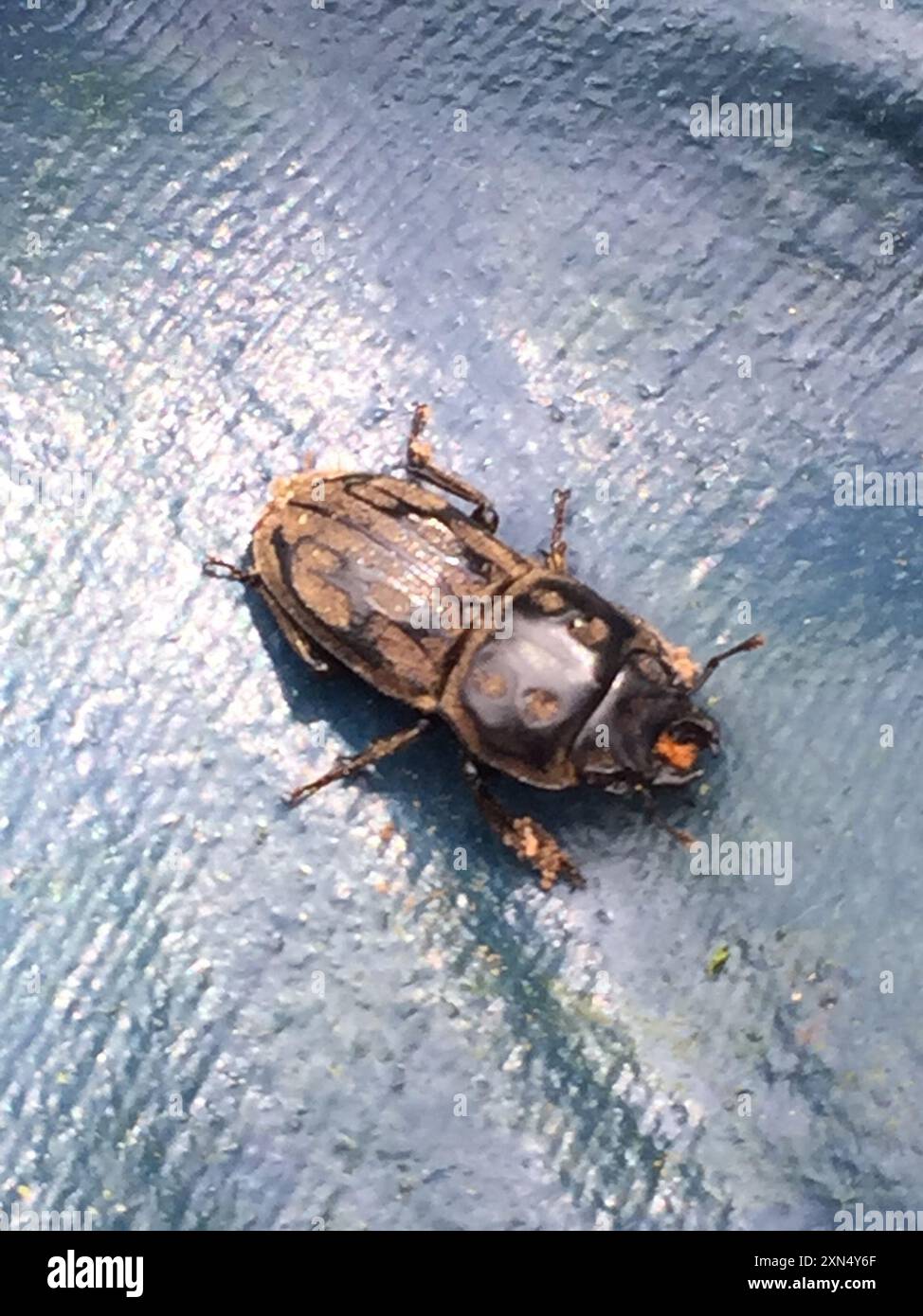 New Zealand Reticulated Stag Beetle (Paralissotes reticulatus) Insecta ...