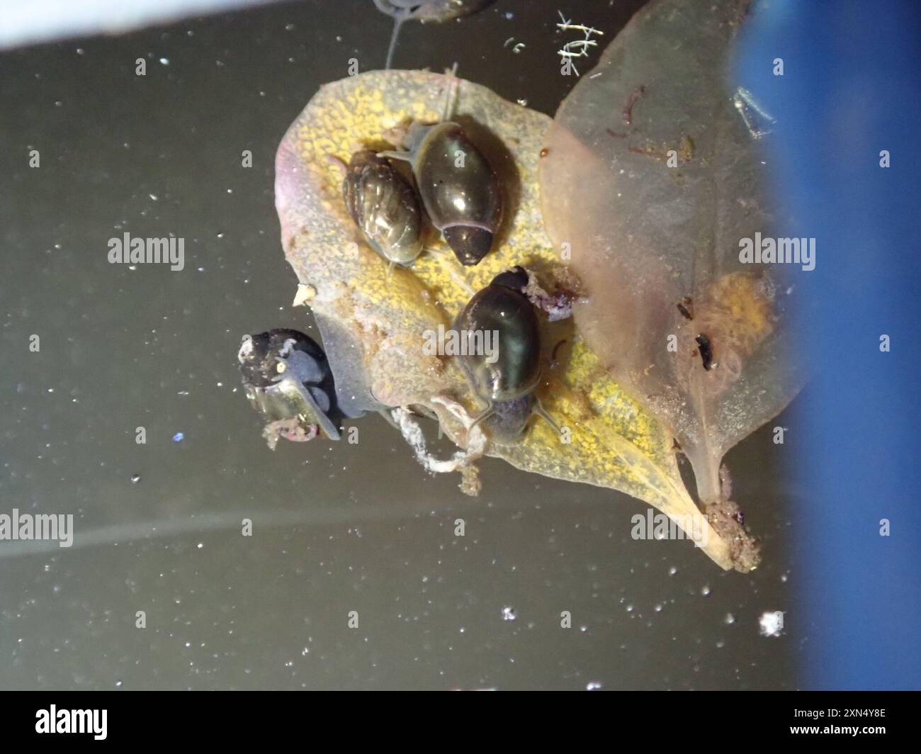 Acute Bladder Snail (Physella acuta) Mollusca Stock Photo - Alamy