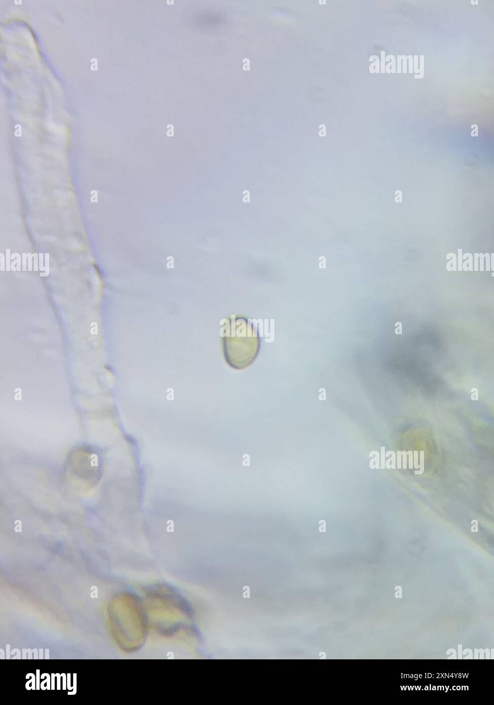 Clustered bracket hi-res stock photography and images - Alamy