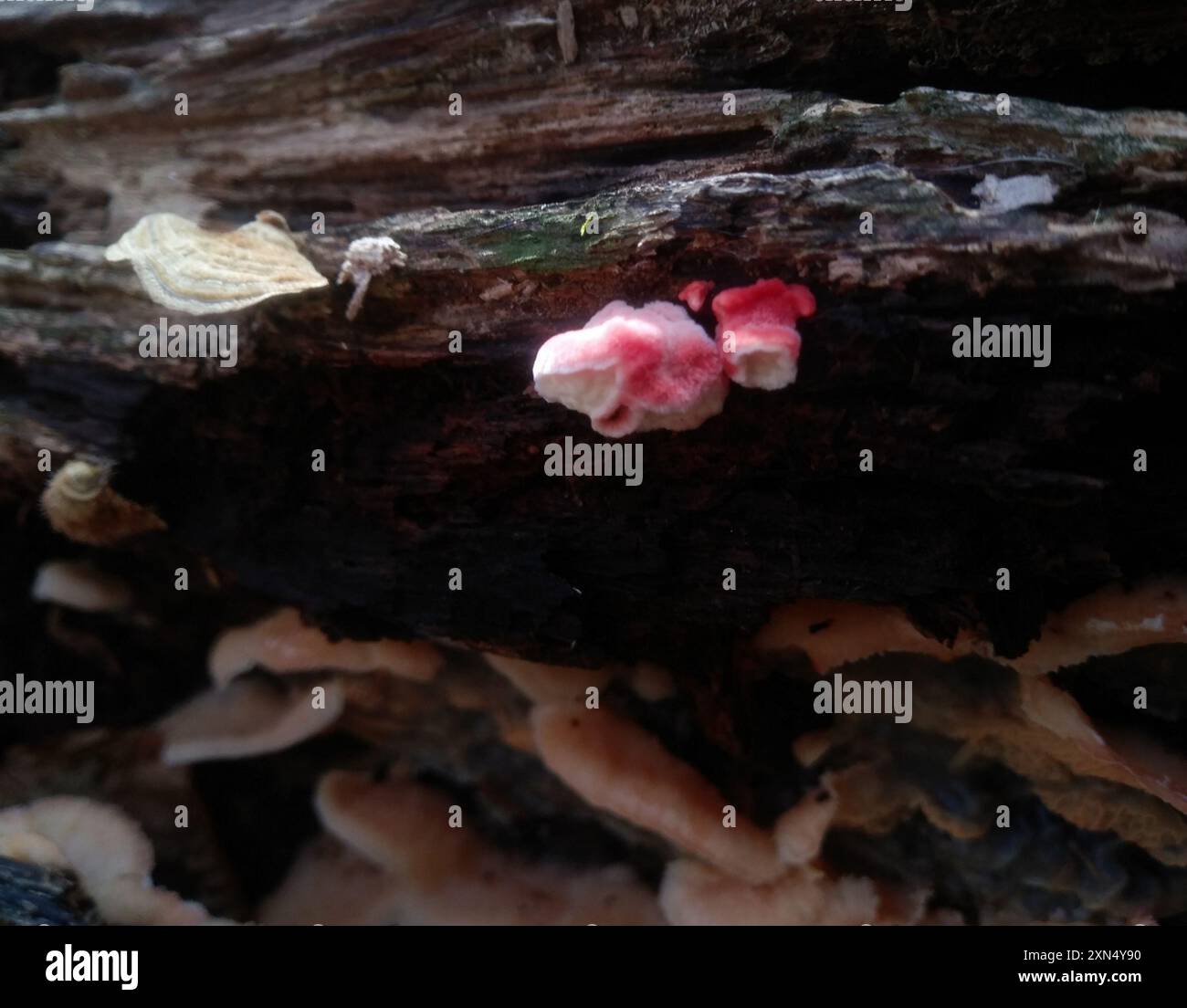 Coral pink merulius hi-res stock photography and images - Alamy