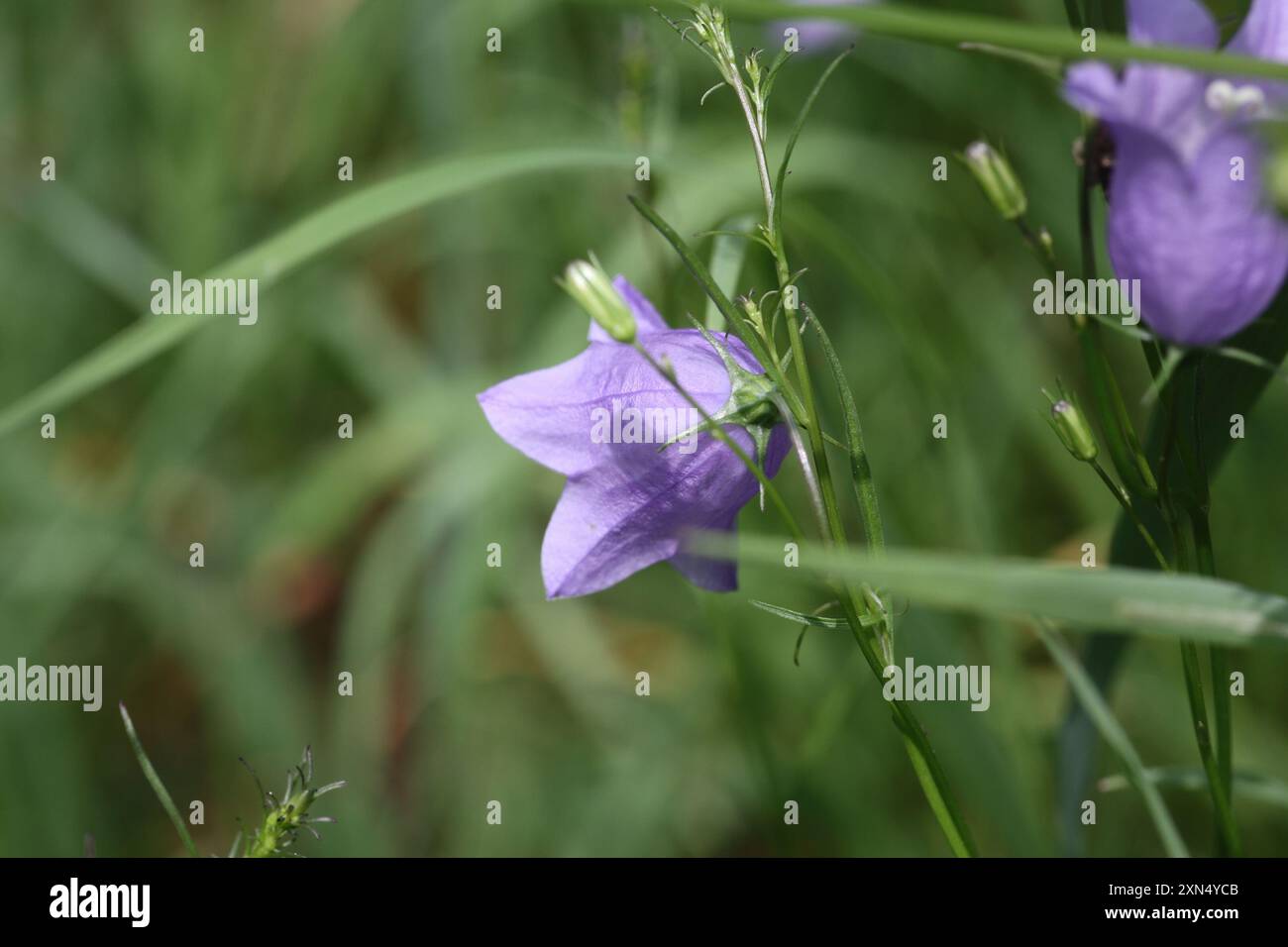 Common Harebell (Campanula rotundifolia) Plantae Stock Photo - Alamy