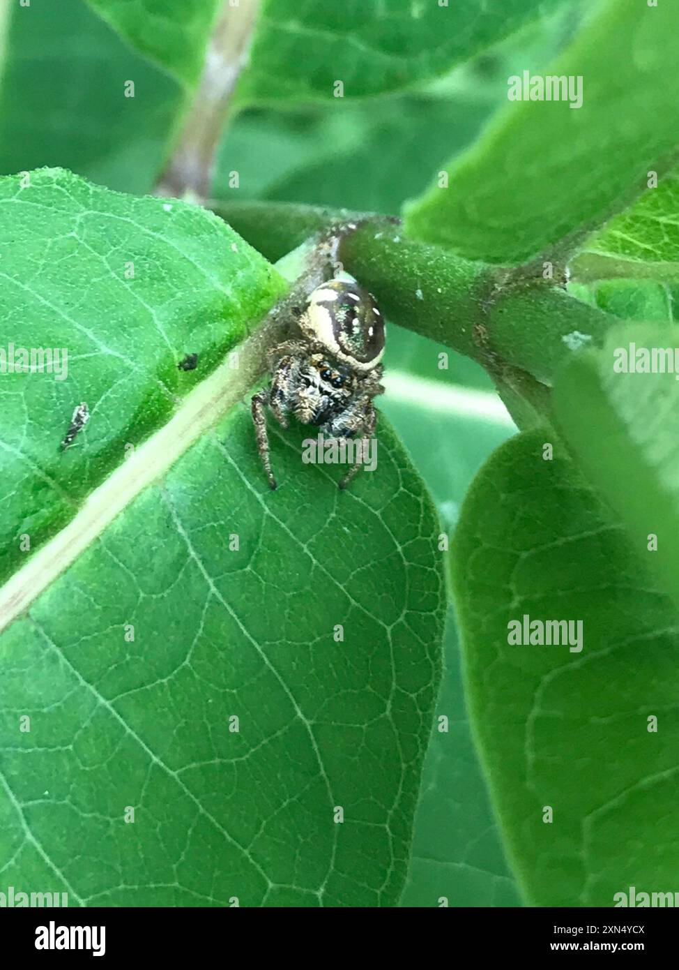 Golden Jumping Spider (Paraphidippus aurantius) Arachnida Stock Photo ...