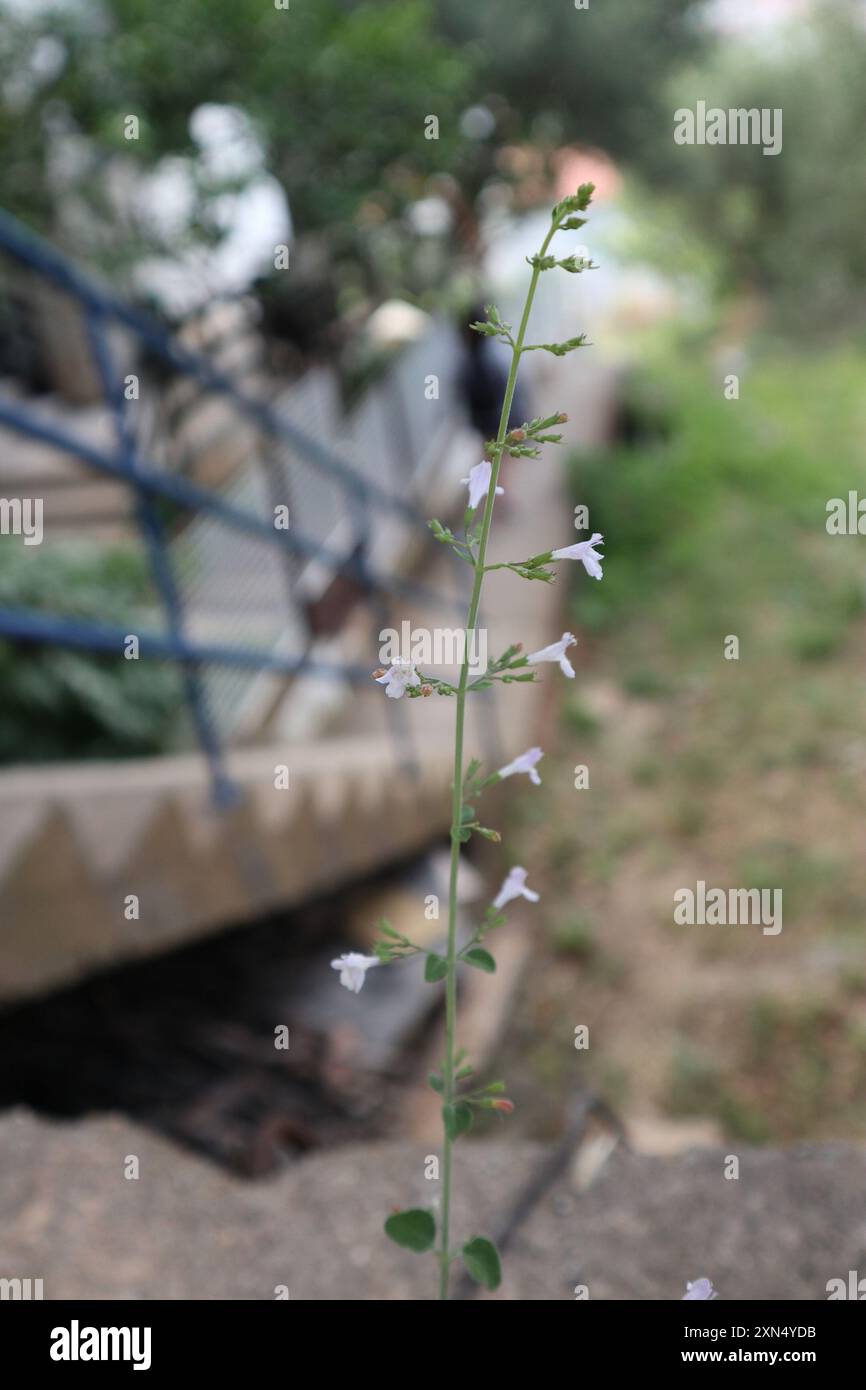 Lesser Calamint (Clinopodium nepeta) Plantae Stock Photo - Alamy