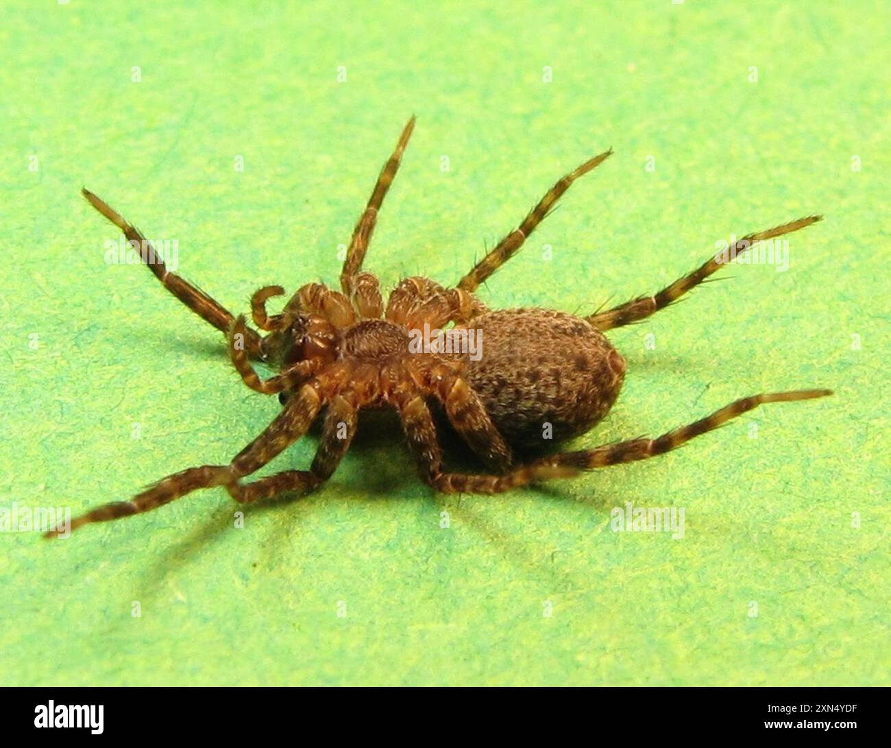 Brush-legged Split Wolf Spider (Schizocosa ocreata) Arachnida Stock ...
