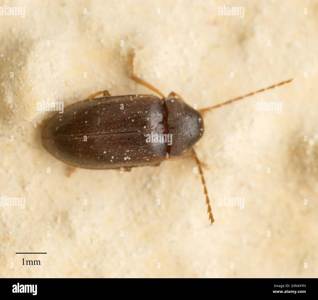 Toe-winged Beetles (Ptilodactylidae) Insecta Stock Photo - Alamy