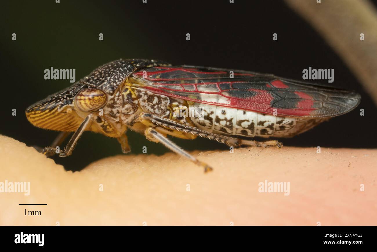 Glassy-winged Sharpshooter (Homalodisca vitripennis) Insecta Stock ...
