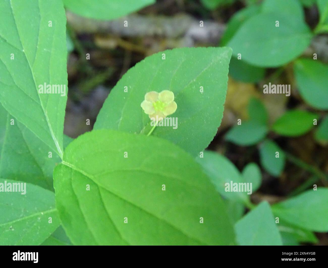 Running Strawberry-bush (Euonymus obovatus) Plantae Stock Photo - Alamy