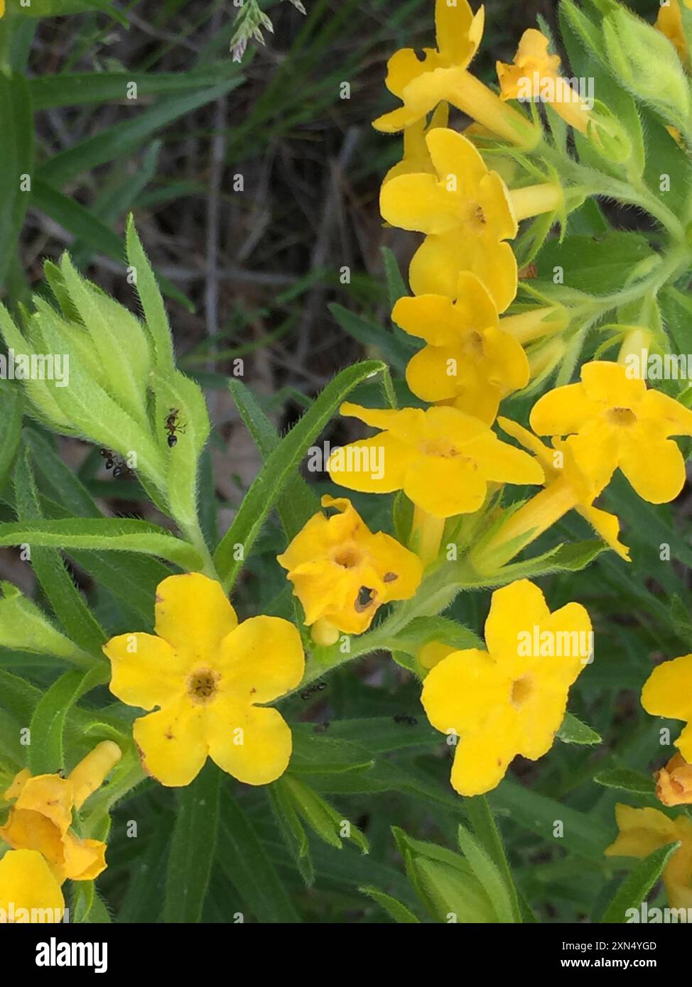 hairy puccoon (Lithospermum caroliniense) Plantae Stock Photo - Alamy