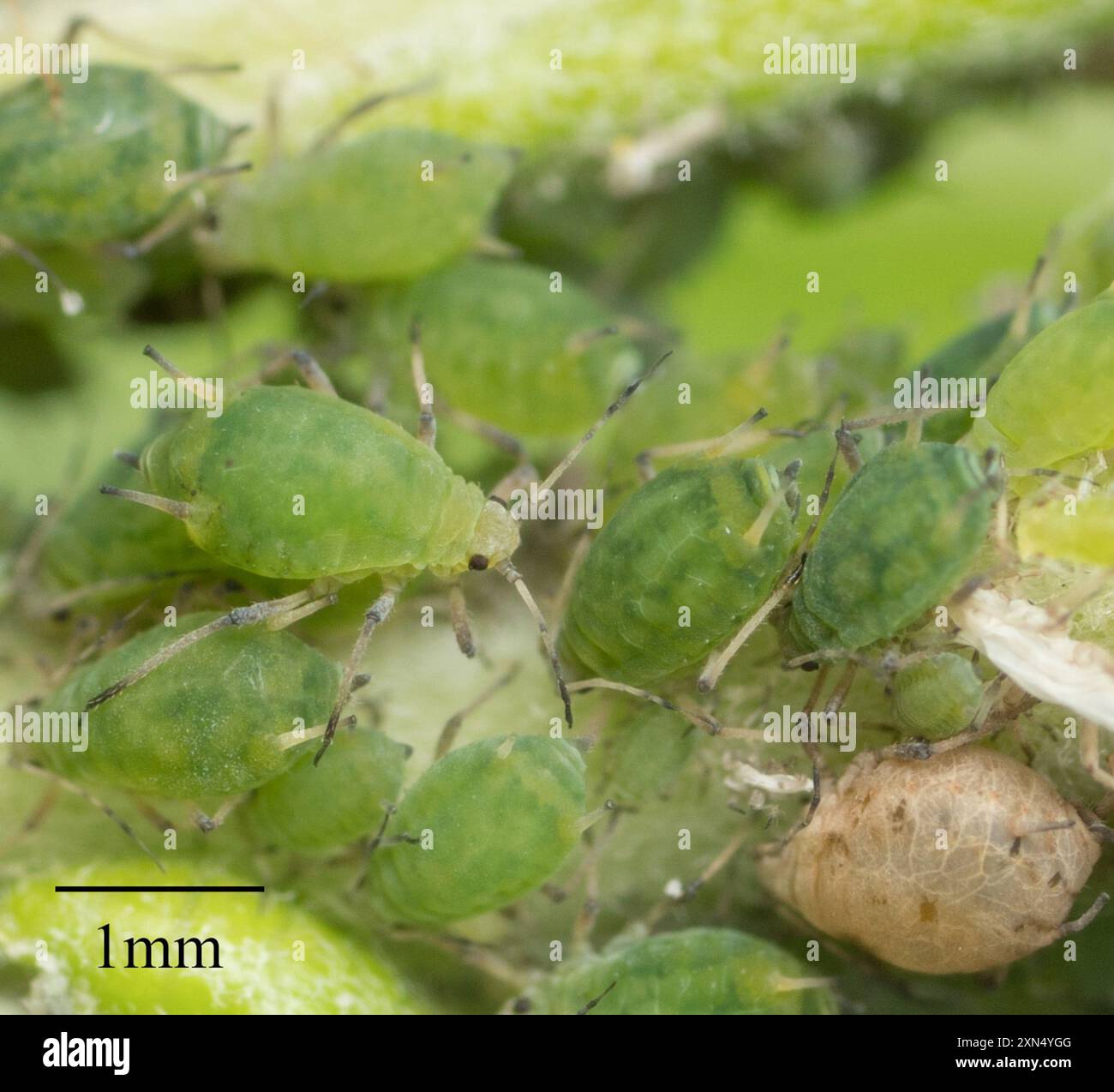 Small Willow Aphid (Aphis farinosa) Insecta Stock Photo - Alamy