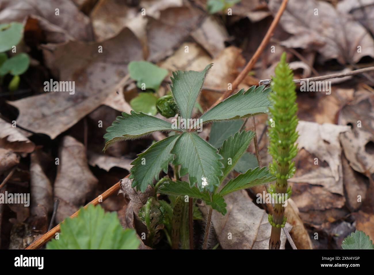 Virginia creeper (Parthenocissus quinquefolia) Plantae Stock Photo - Alamy