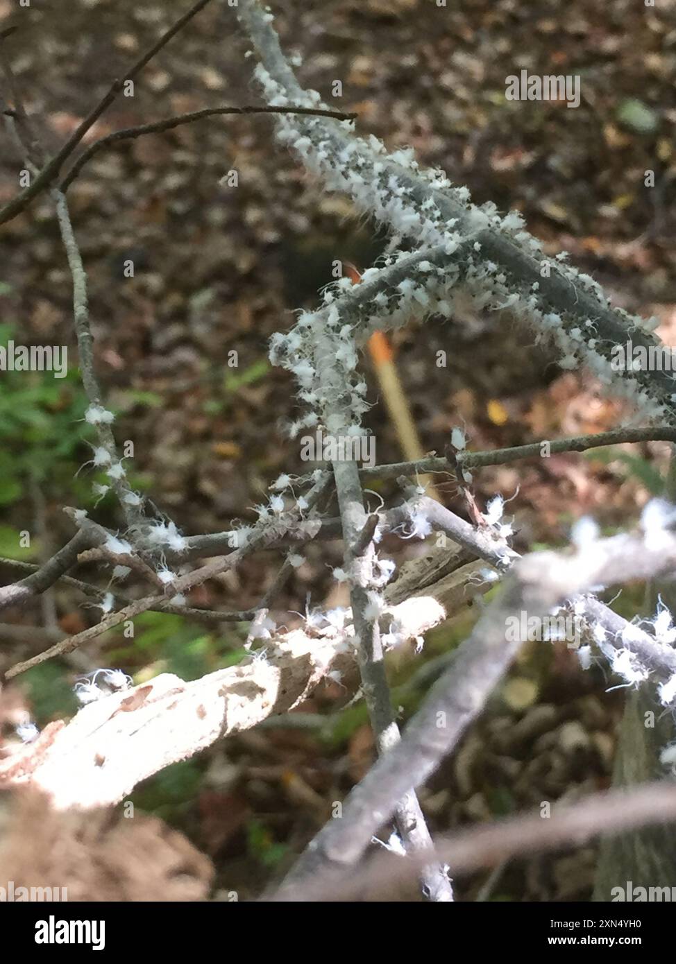 Beech Blight Aphid (Grylloprociphilus imbricator) Insecta Stock Photo ...