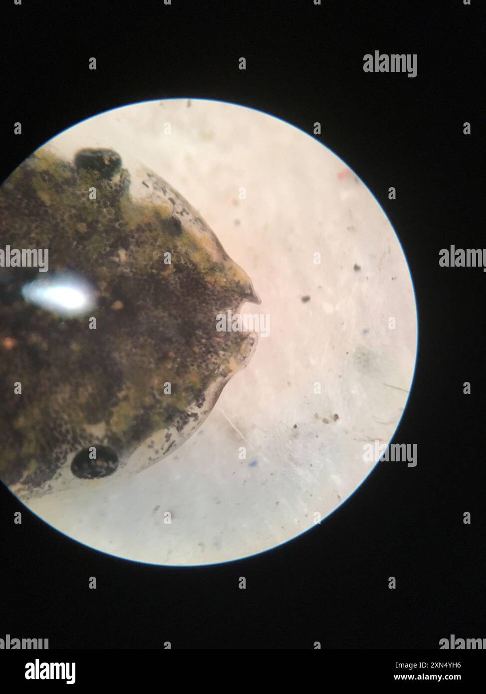 Sheep Frog (Hypopachus variolosus) Amphibia Stock Photo - Alamy