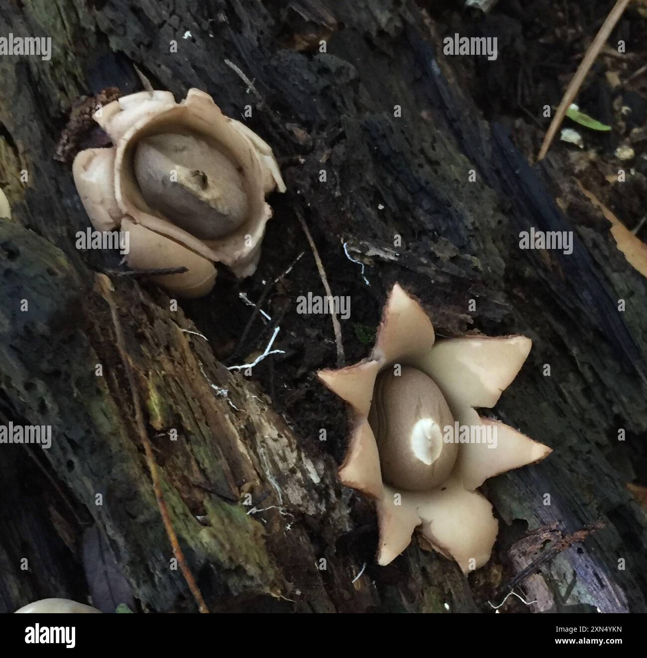 rounded earthstar (Geastrum saccatum) Fungi Stock Photo - Alamy