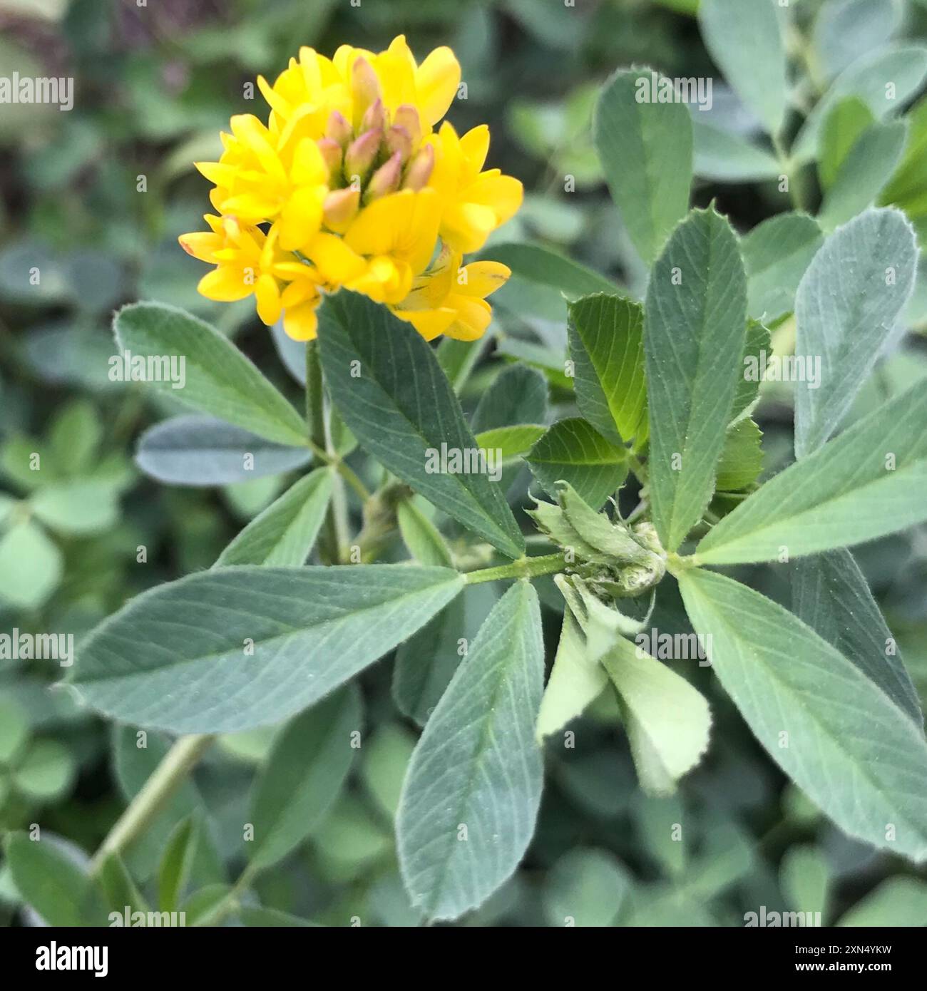 sickle alfalfa (Medicago falcata) Plantae Stock Photo - Alamy