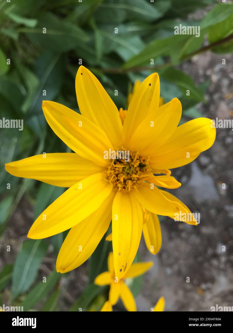 northern mule's ears (Wyethia amplexicaulis) Plantae Stock Photo - Alamy