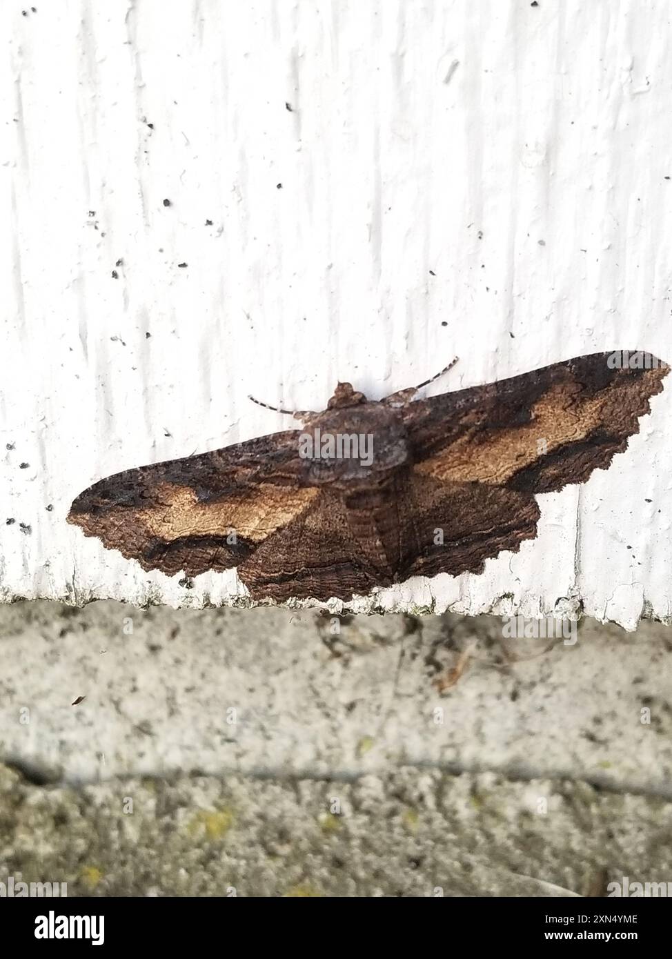 Lunate Zale Moth (Zale lunata) Insecta Stock Photo - Alamy