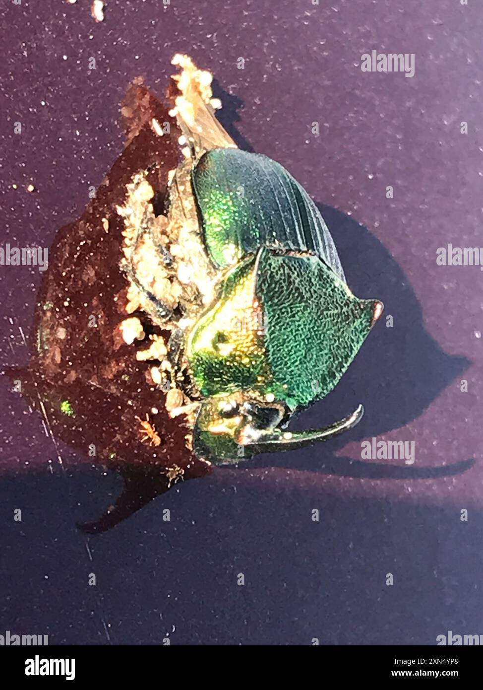 Rainbow Scarab (Phanaeus vindex) Insecta Stock Photo - Alamy