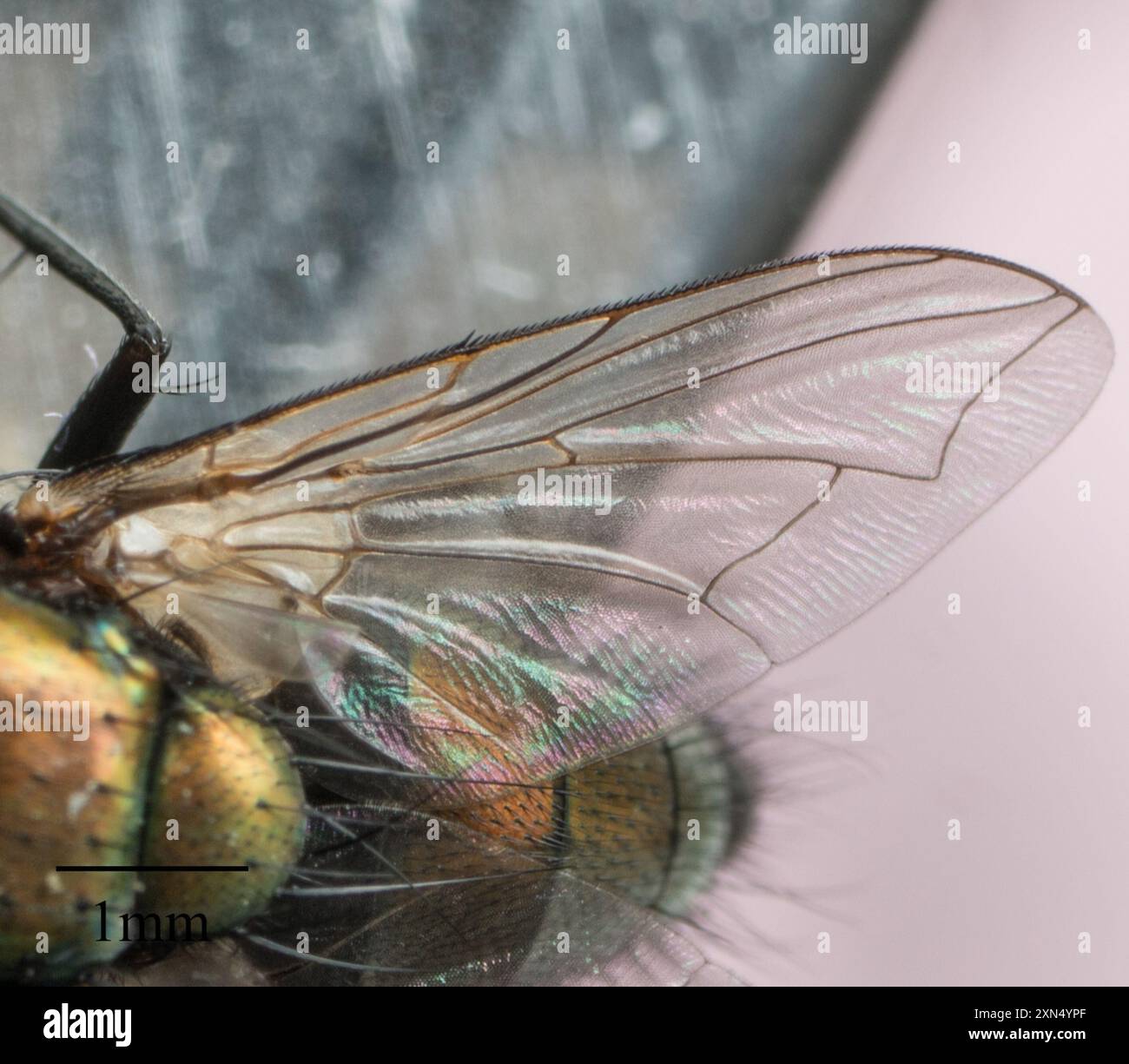 Lucilia cuprina hi-res stock photography and images - Alamy