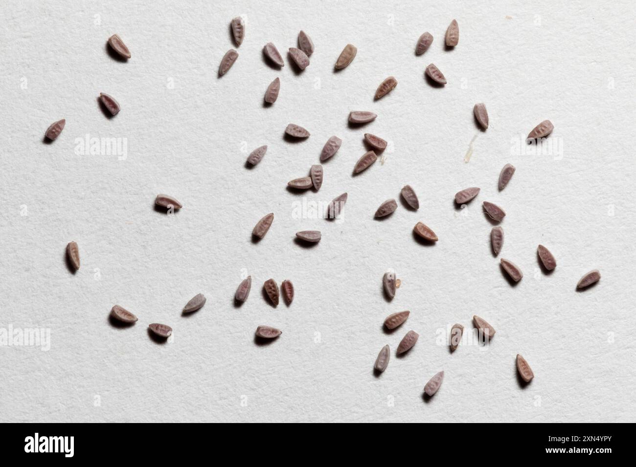 Thymeleaf Sandmat (Euphorbia serpillifolia) Plantae Stock Photo - Alamy