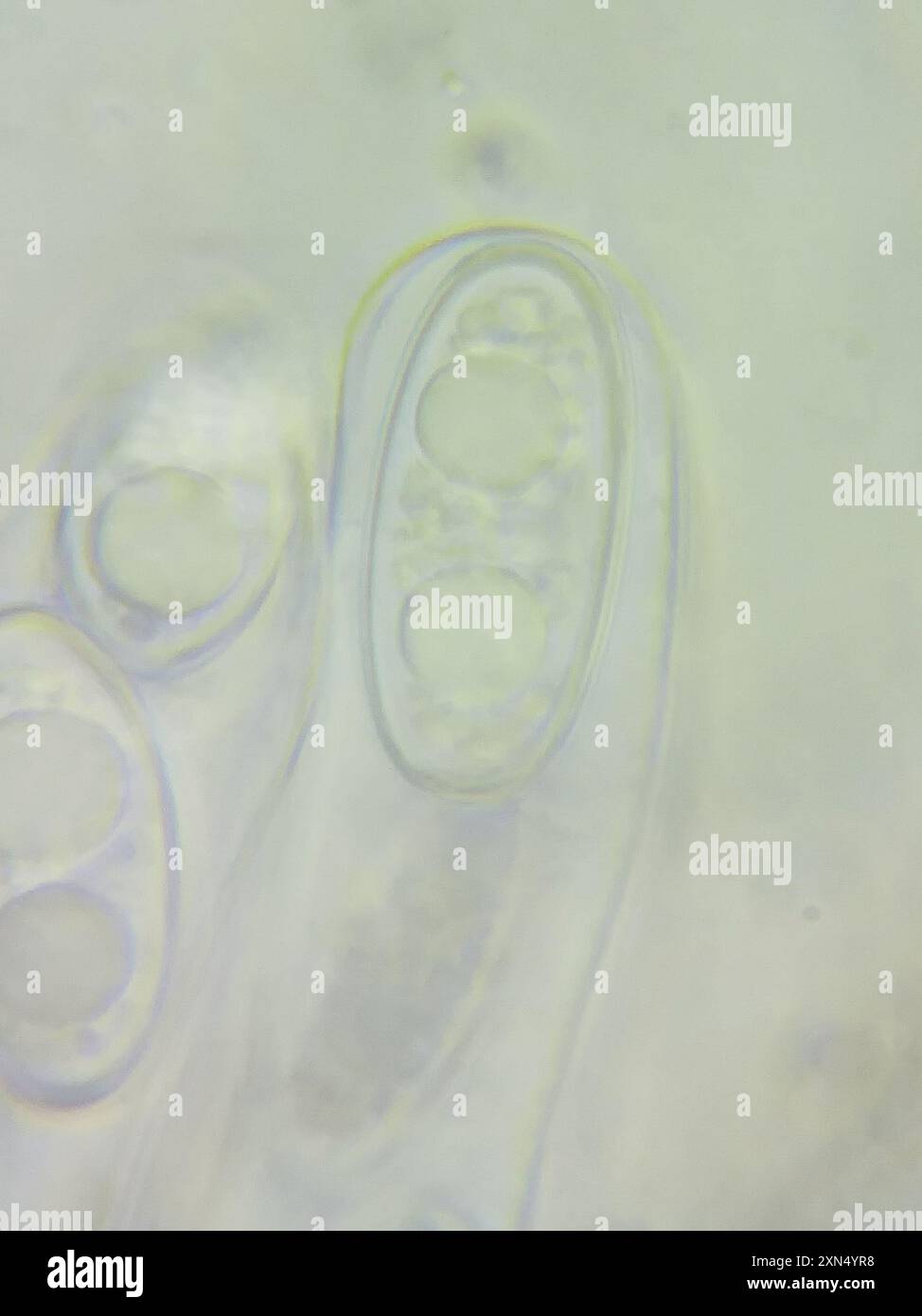 Copper Penny Fungus (Pachyella clypeata) Fungi Stock Photo - Alamy