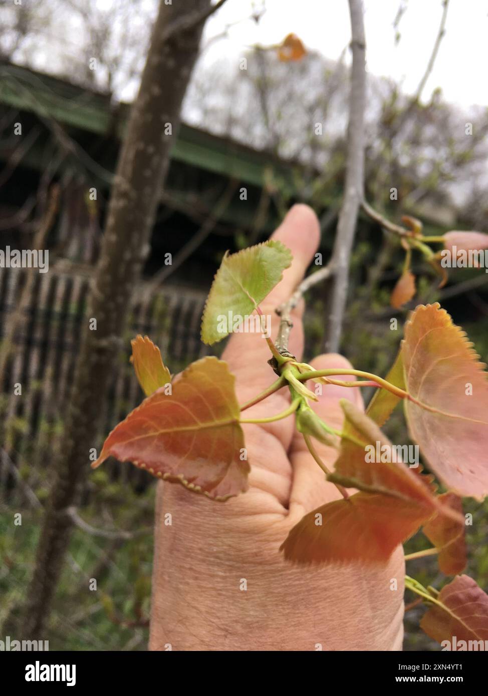 trembling aspen (Populus tremuloides) Plantae Stock Photo - Alamy